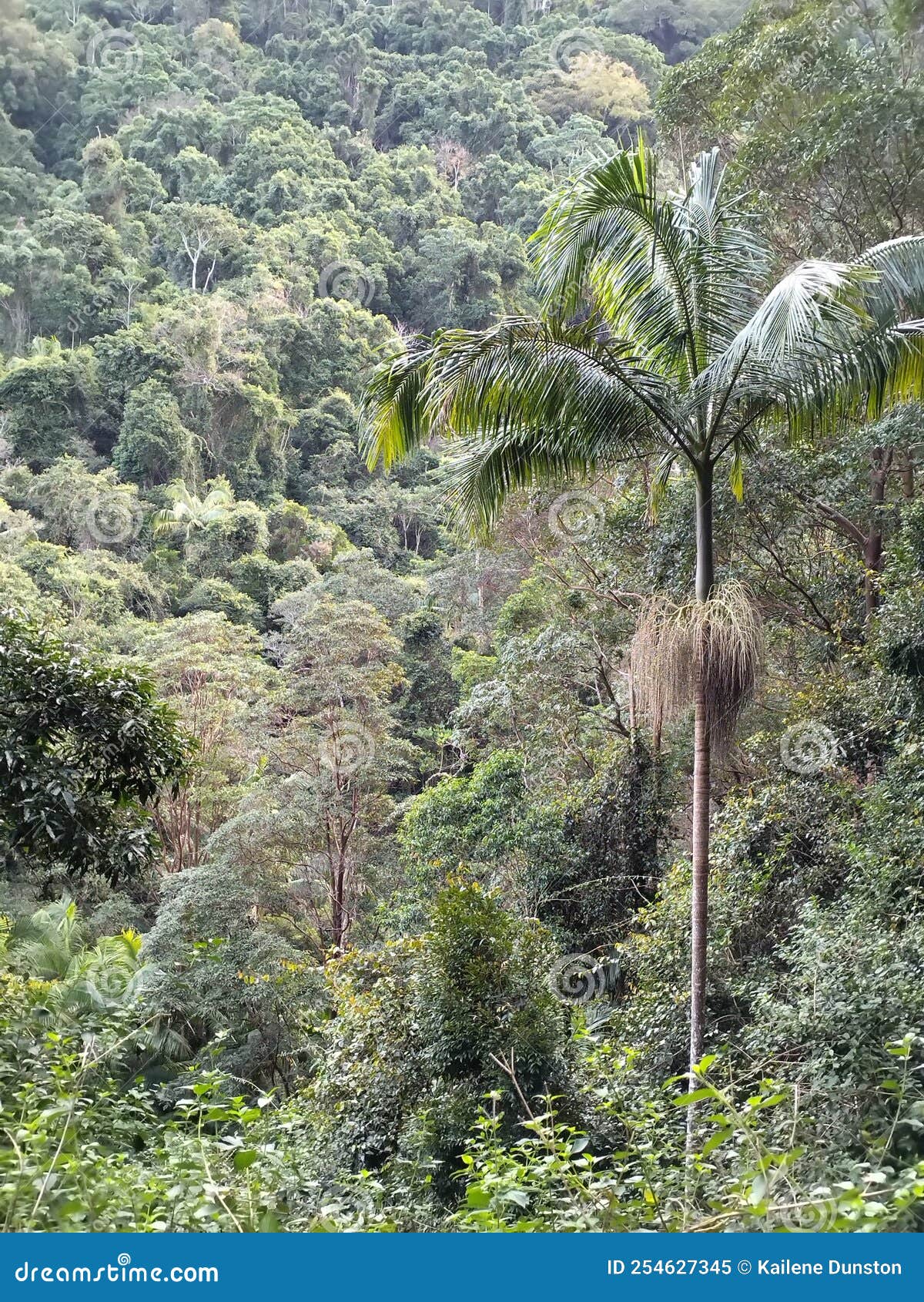 Rainforest, Mountain, Thick, Palms, Vines Stock Image - Image of ...