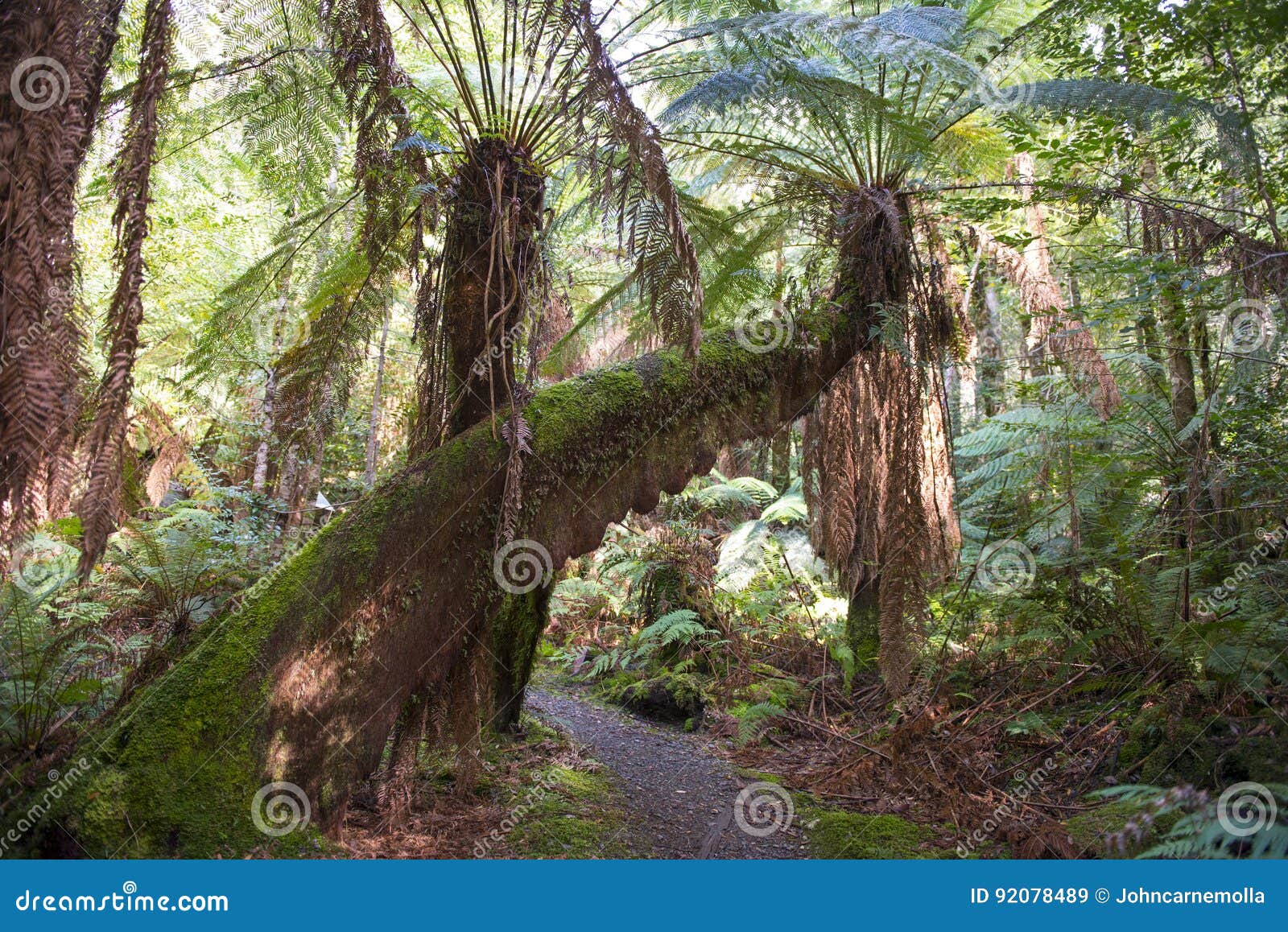 Rainforest stock image. Image of nature, ferns, northern - 92078489