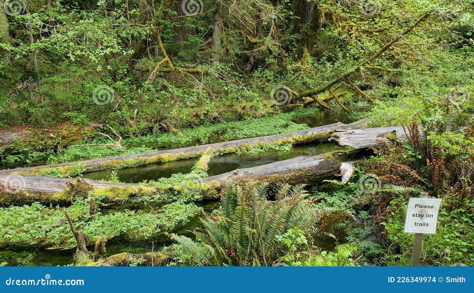 Rainforest Oregon Travel Trail Water Stock Photo - Image of water ...