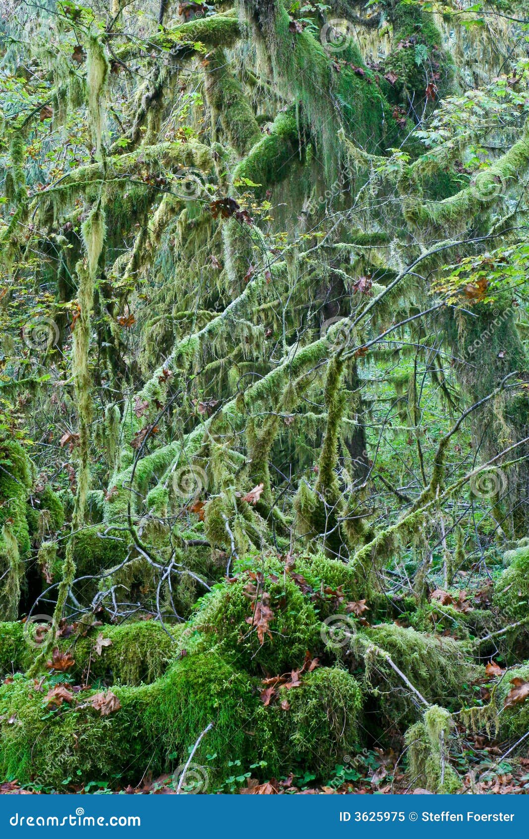 Rainforest of Pacific Northwest Stock Image - Image of washington ...