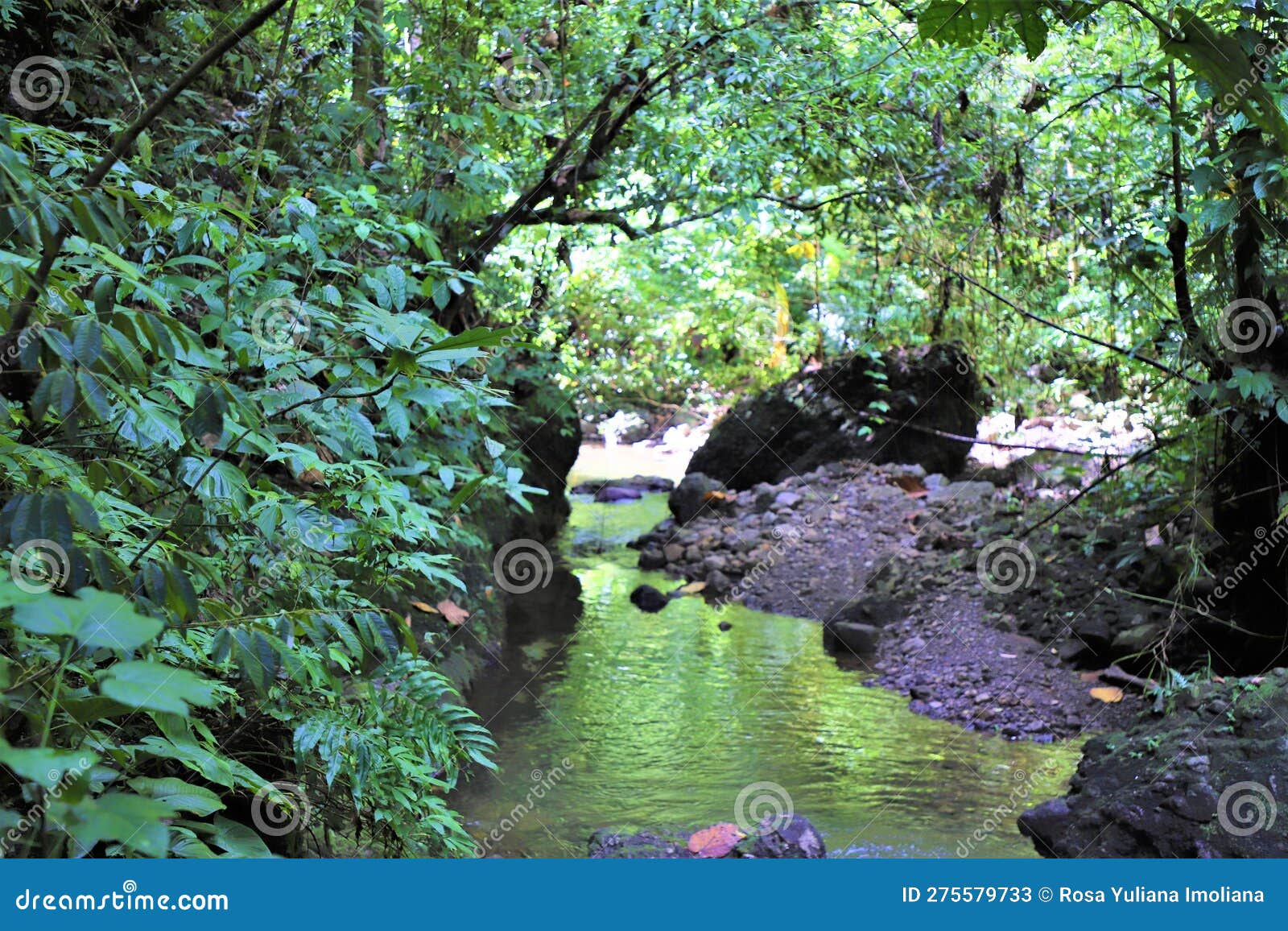 Rainforest stock image. Image of trees, shallow, rainforest - 275579733