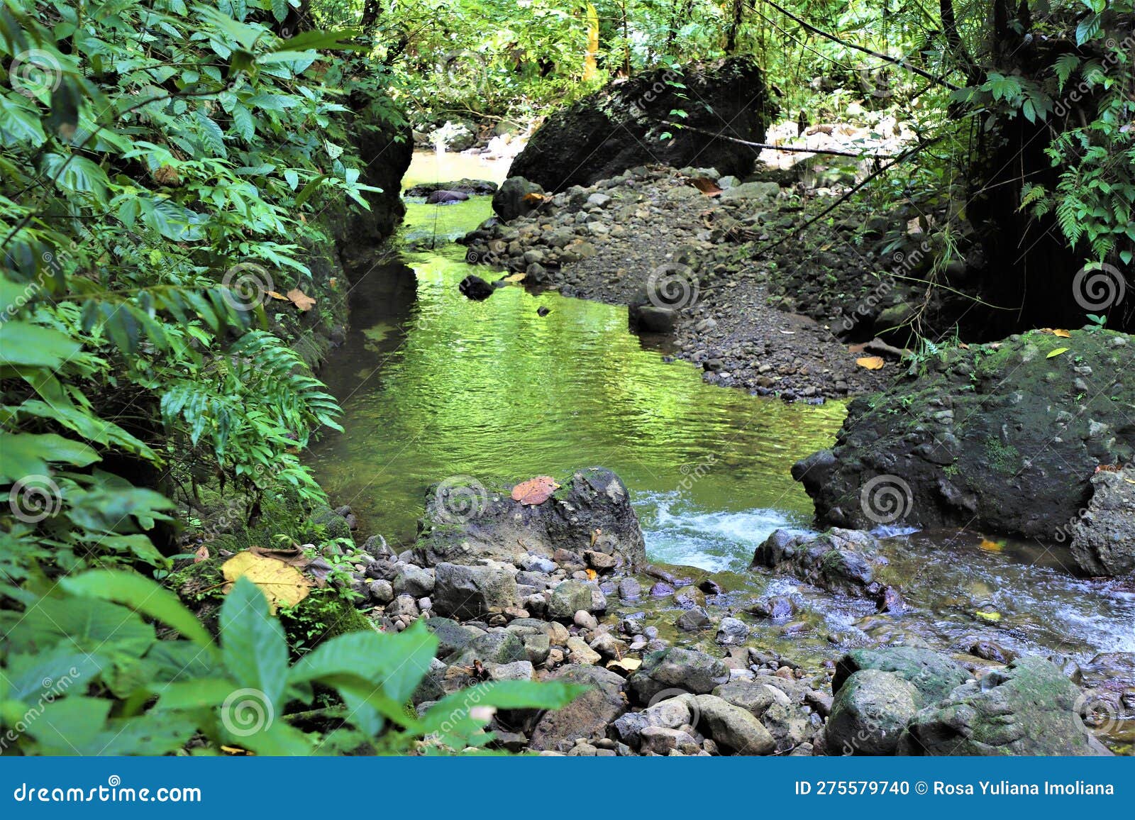 Rainforest stock photo. Image of shallow, trees, untouched - 275579740