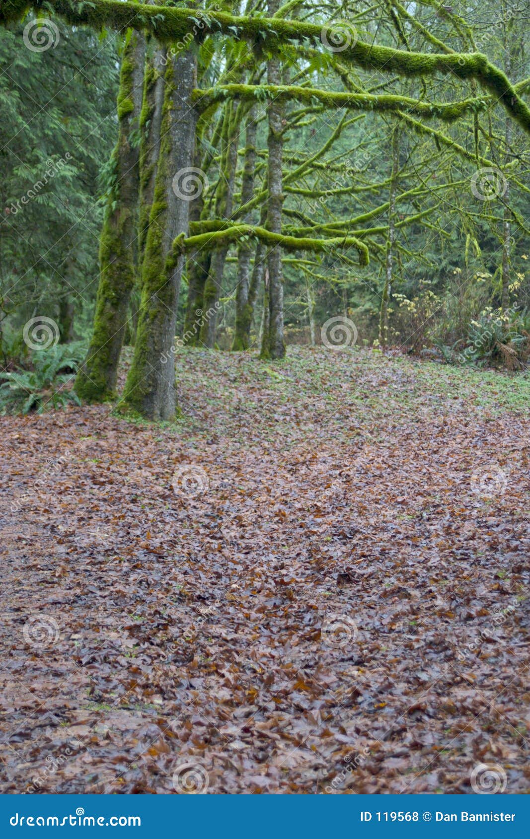 Rainforest Path 2 stock photo. Image of raindrops, timberland - 119568
