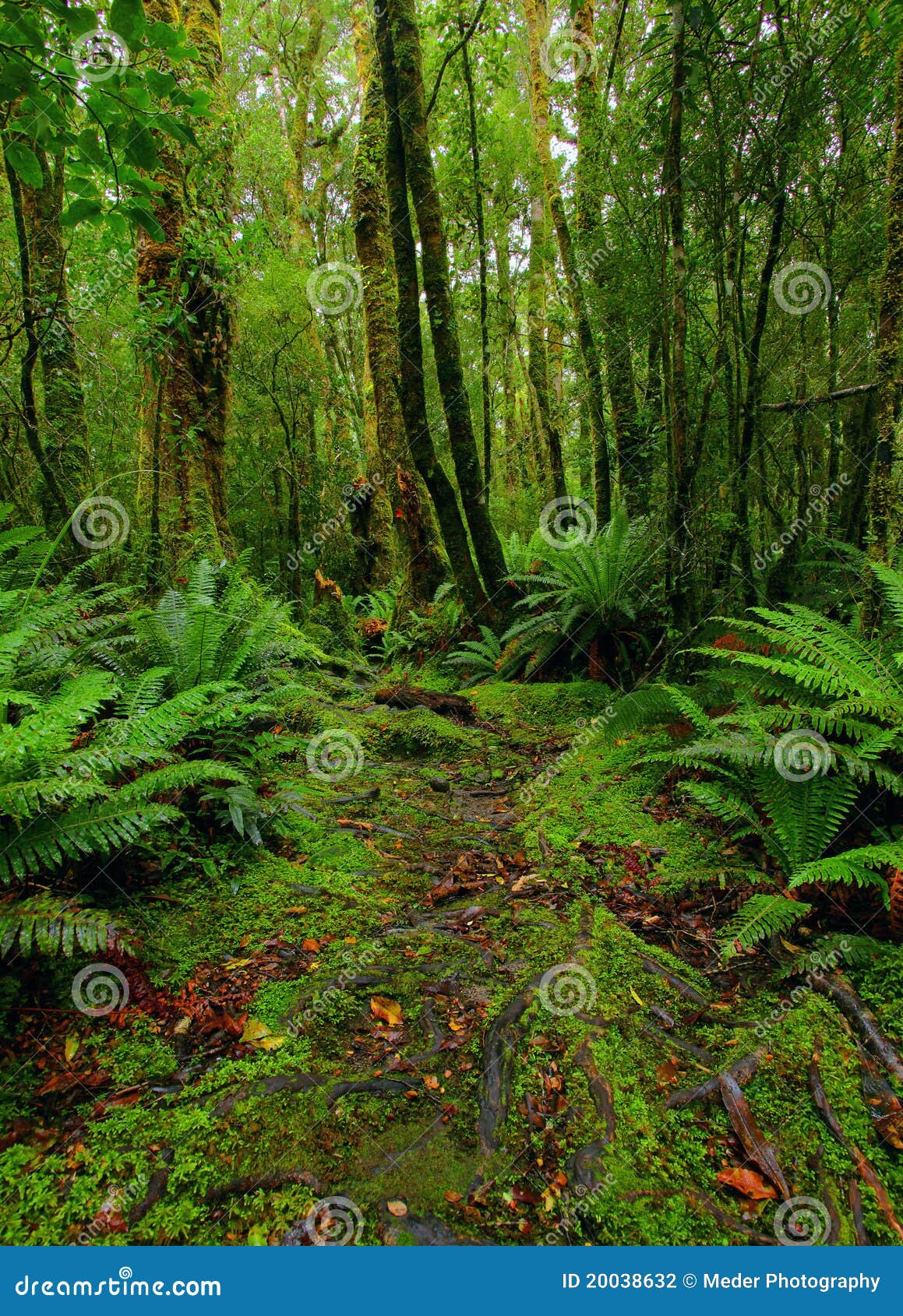 Rainforest Path. Hiking In Tropical Rain Forest Royalty-Free Stock ...