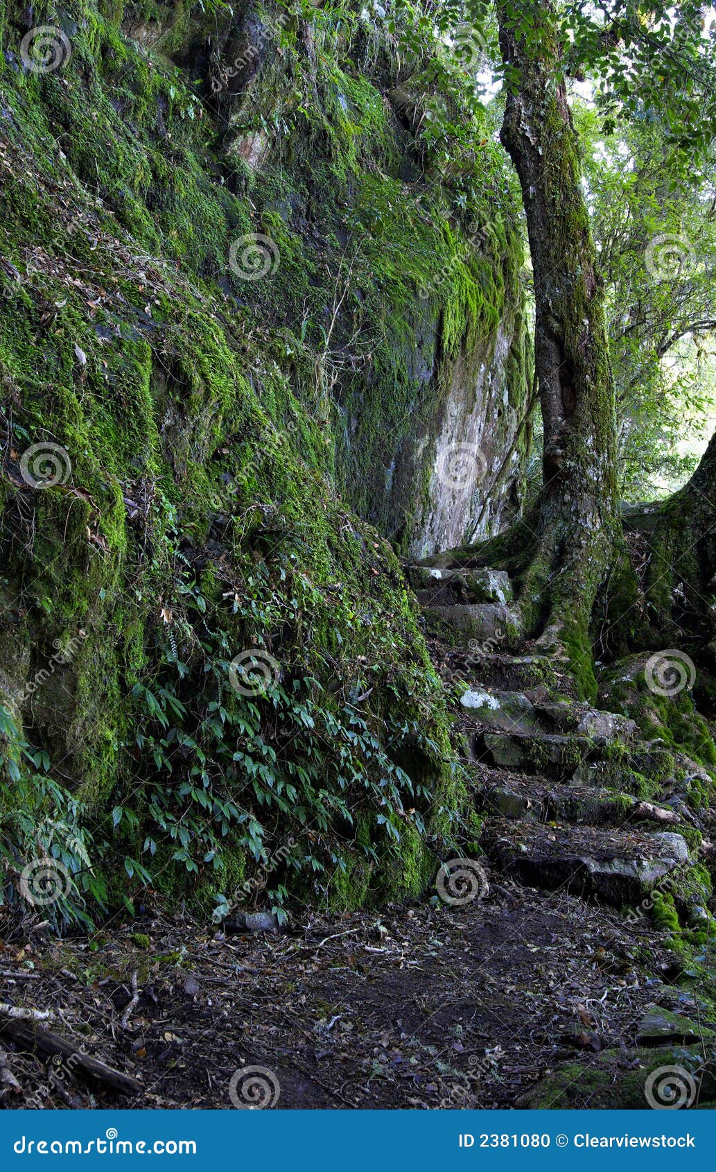 Rainforest path stock photo. Image of wind, natural, forest - 2381080