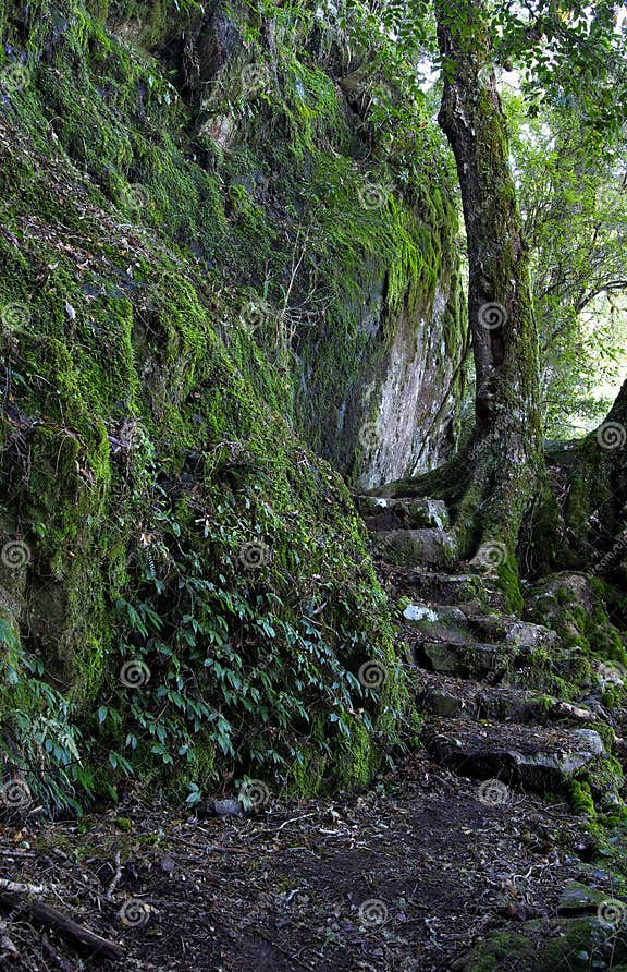 Rainforest path stock photo. Image of wind, natural, forest - 2381080