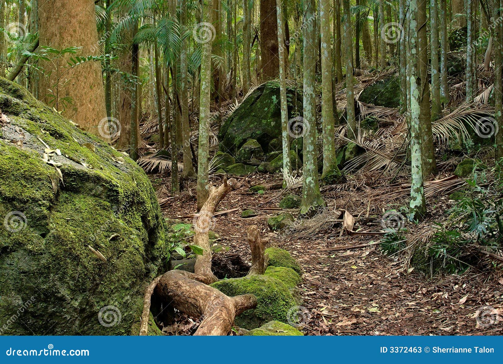 Rainforest Path stock image. Image of moss, path, leaves - 3372463