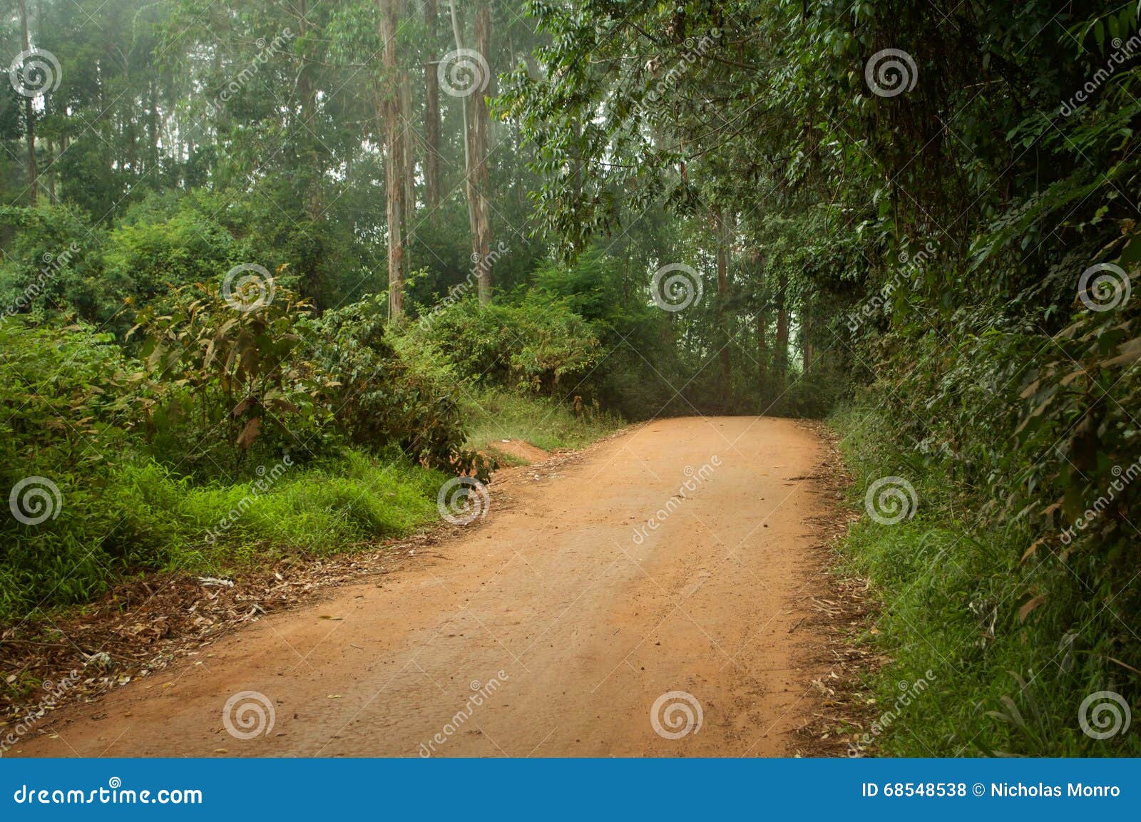 Rainforest Path stock photo. Image of lush, tanga, tanzania - 68548538