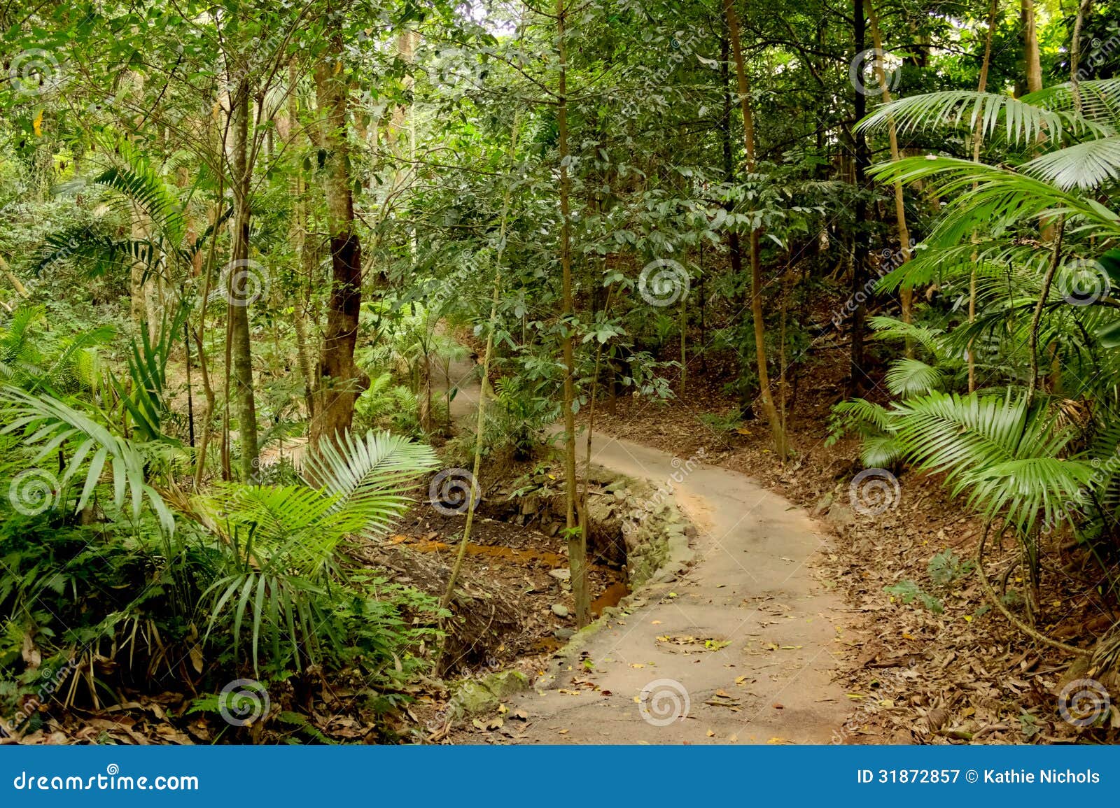 Rainforest Path 2 stock image. Image of walkway, tablelands - 31872857