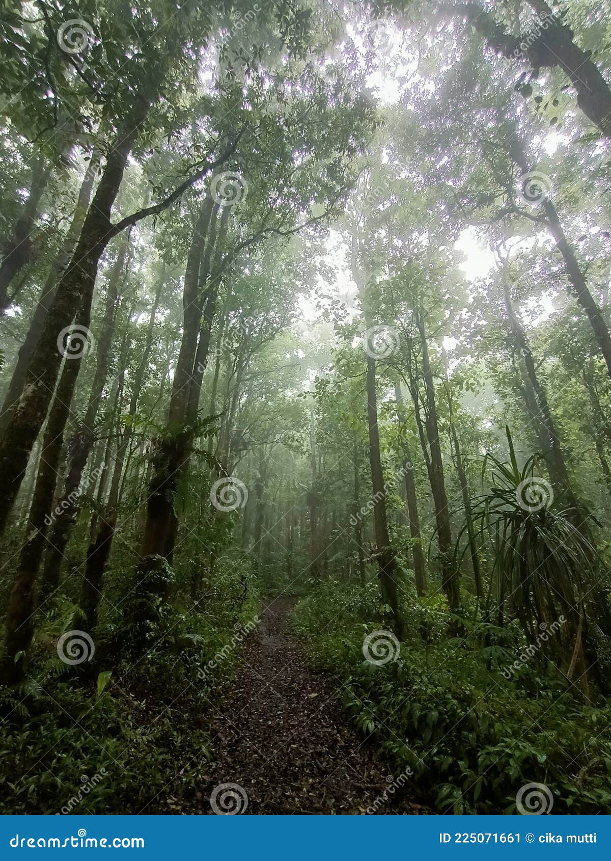 Rainforest Pathway in Java Indonesia Stock Image - Image of branch ...