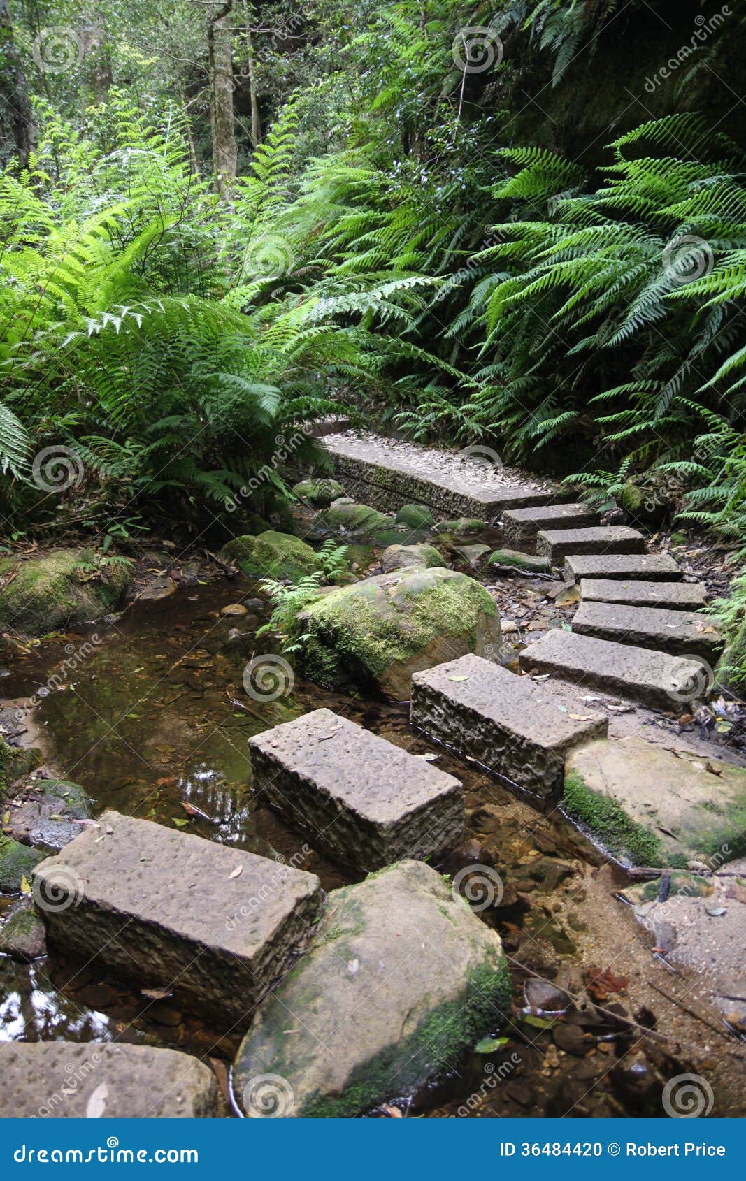 Rainforest Pathway stock photo. Image of protected, national - 36484420