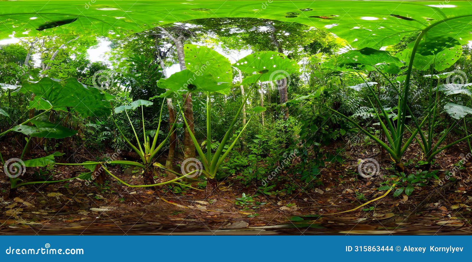 Rainforest in the Philippines. 360-Degree View. Stock Photo - Image of ...