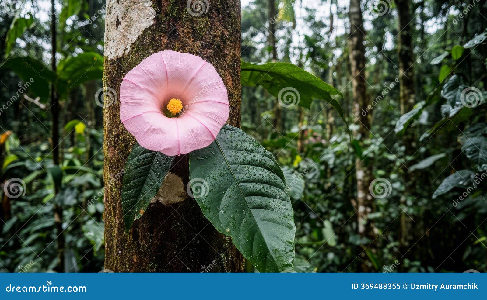 Rainforest Pink River Cano Cristales Stock Photo | CartoonDealer.com ...