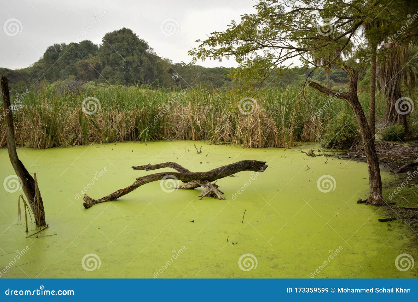 Rain Forest With Pond And Tree Background. Green Rain Forest Jungle ...