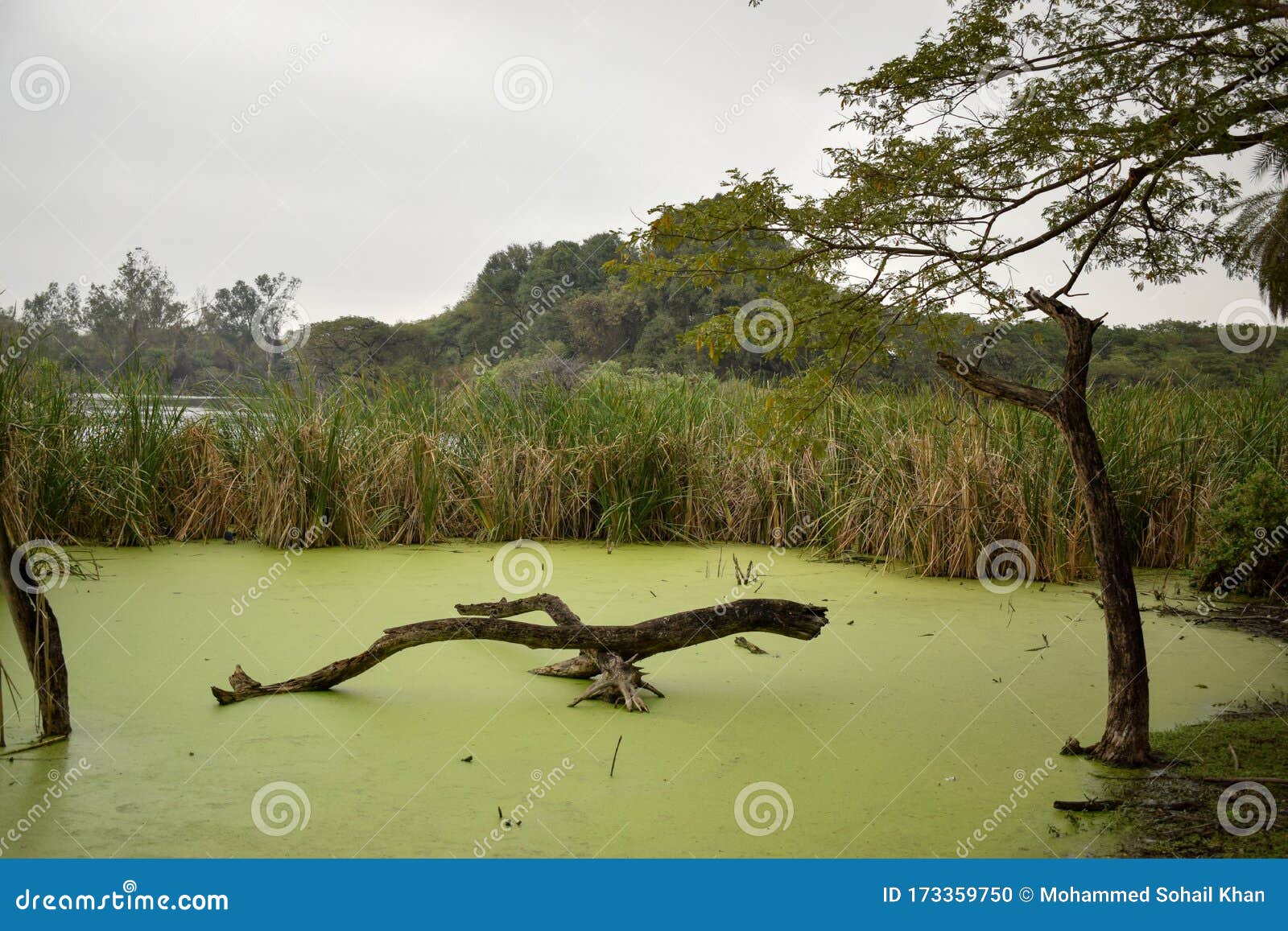 Rain Forest with Pond and Tree Background. Green Rain Forest Jungle ...