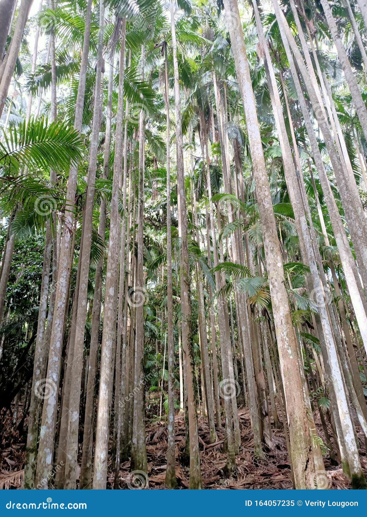 Rainforest stock image. Image of tropical, palm, rainforest - 164057235