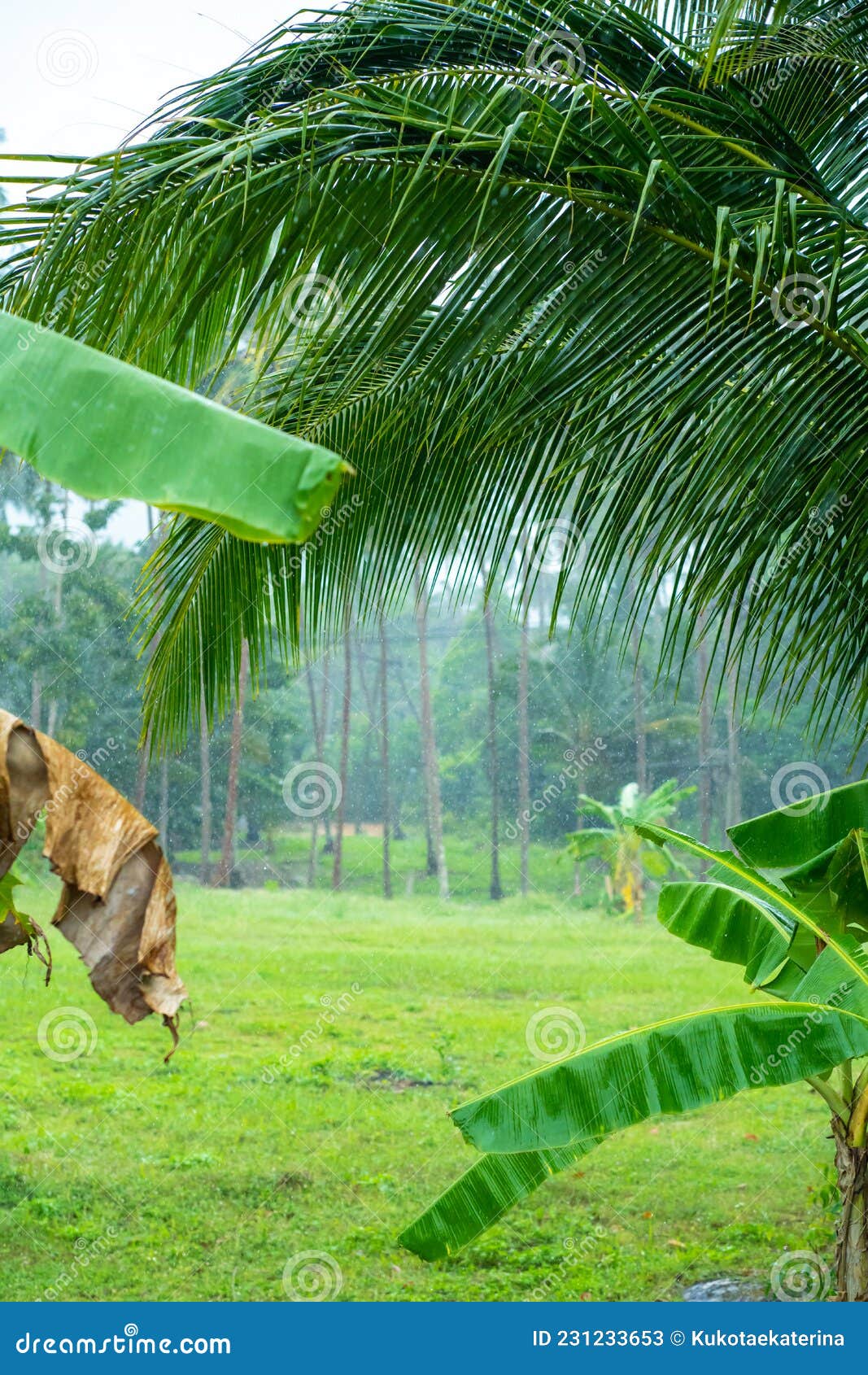 Rainforest in Rainy Day. Tropical Island Weather Stock Image - Image of ...