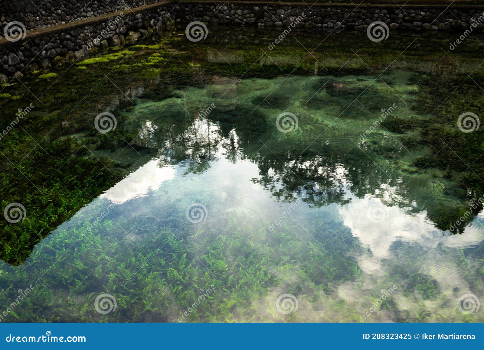 Rainforest Reflected in a Pond Stock Image - Image of ecosystem ...