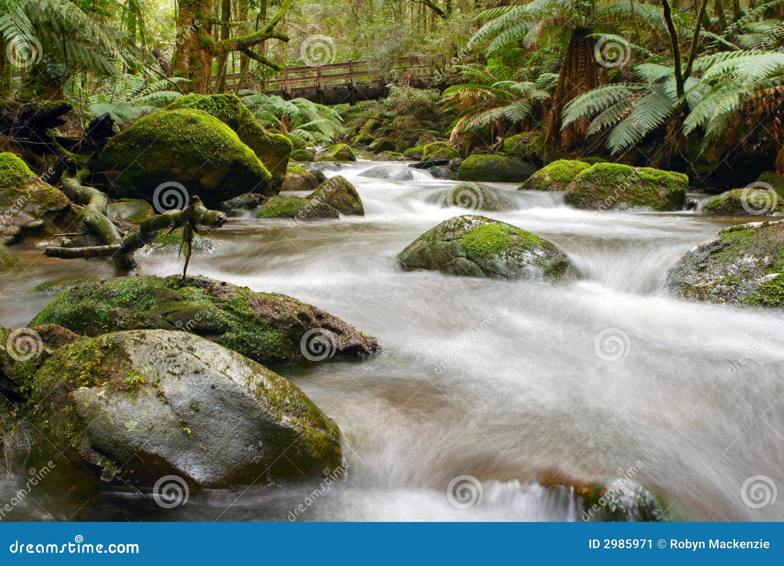Rainforest River stock image. Image of tranquility, conservation - 2985971