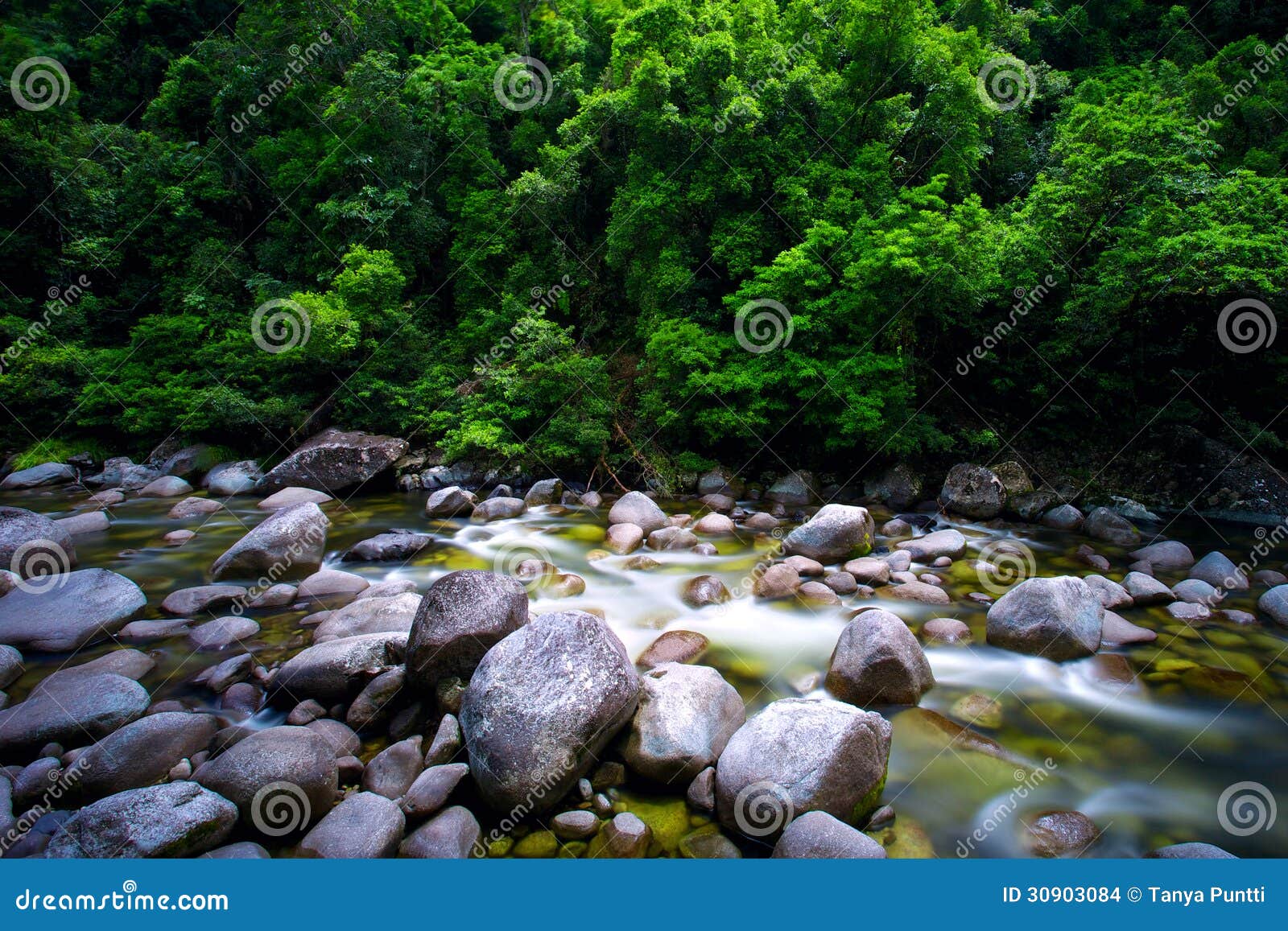 Rainforest river stock photo. Image of cairns, daintree - 30903084