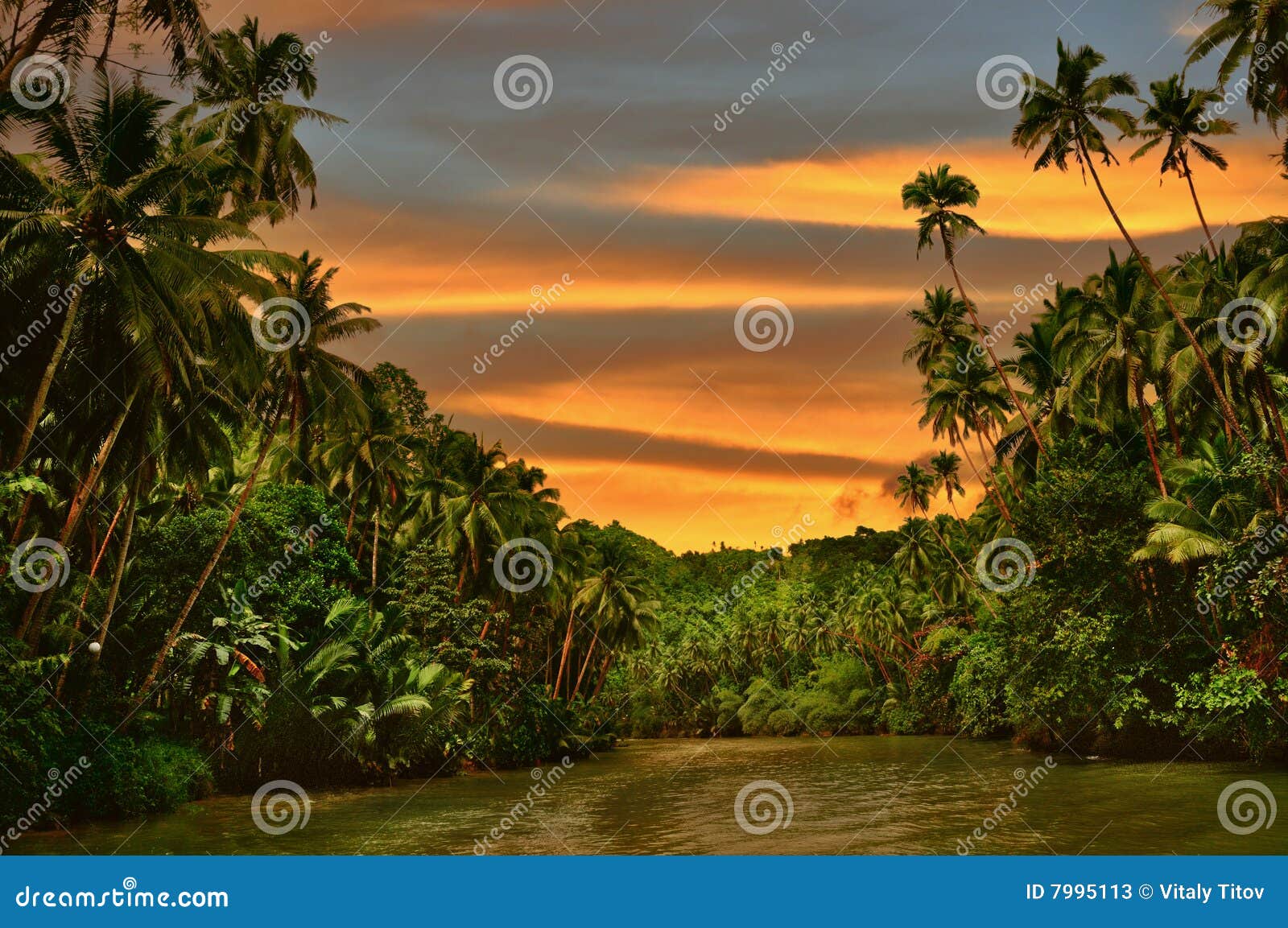 Rainforest River Sunset stock image. Image of evening - 7995113