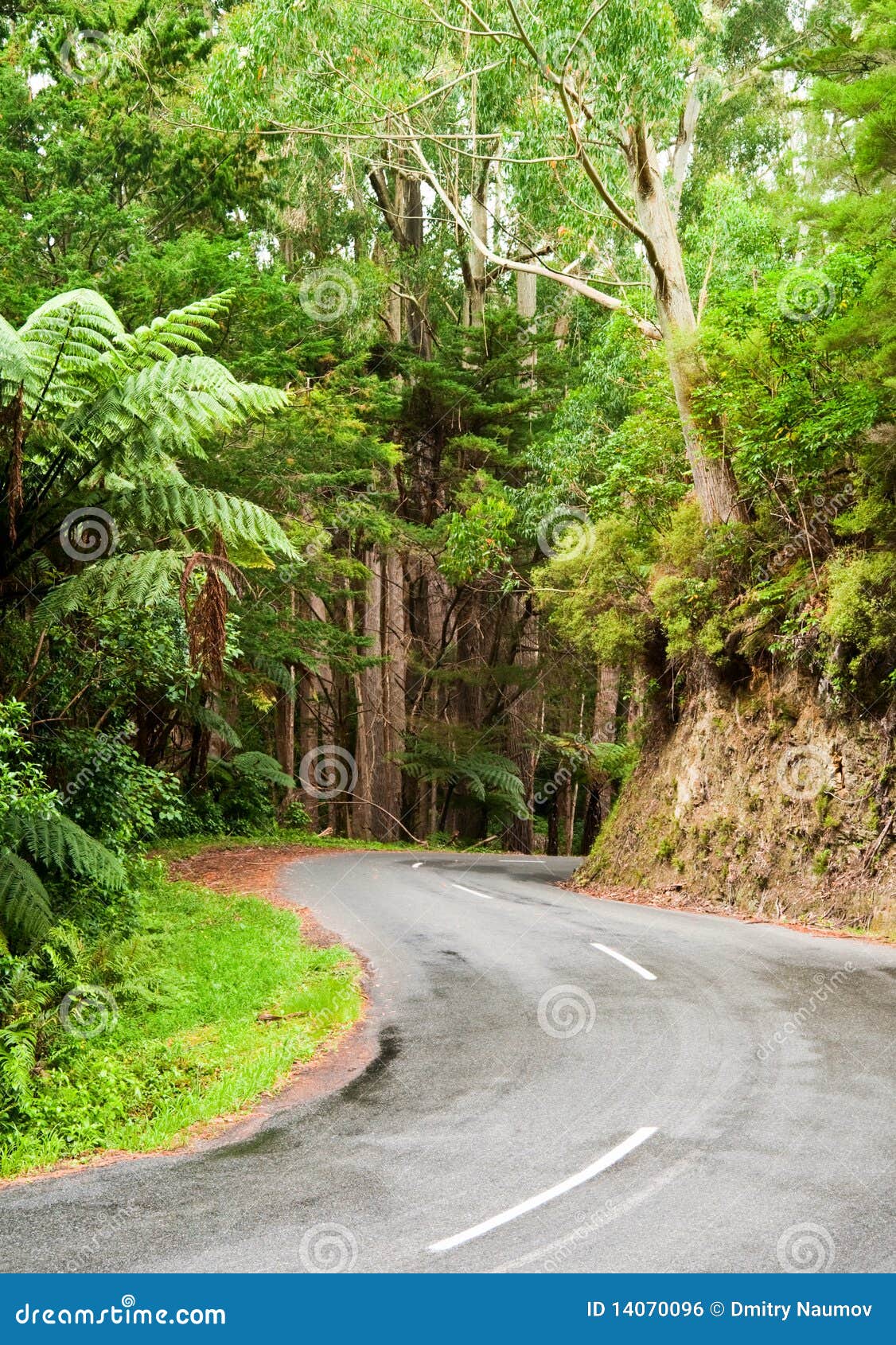 Rainforest road stock photo. Image of scenics, journey - 14070096