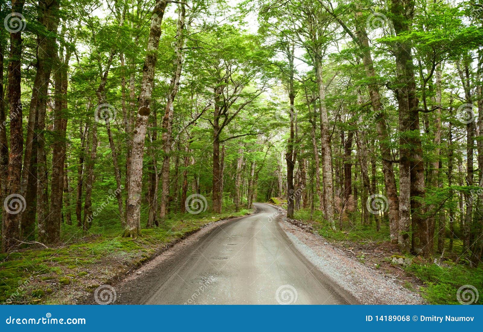 Rainforest road stock photo. Image of environment, remote - 14189068