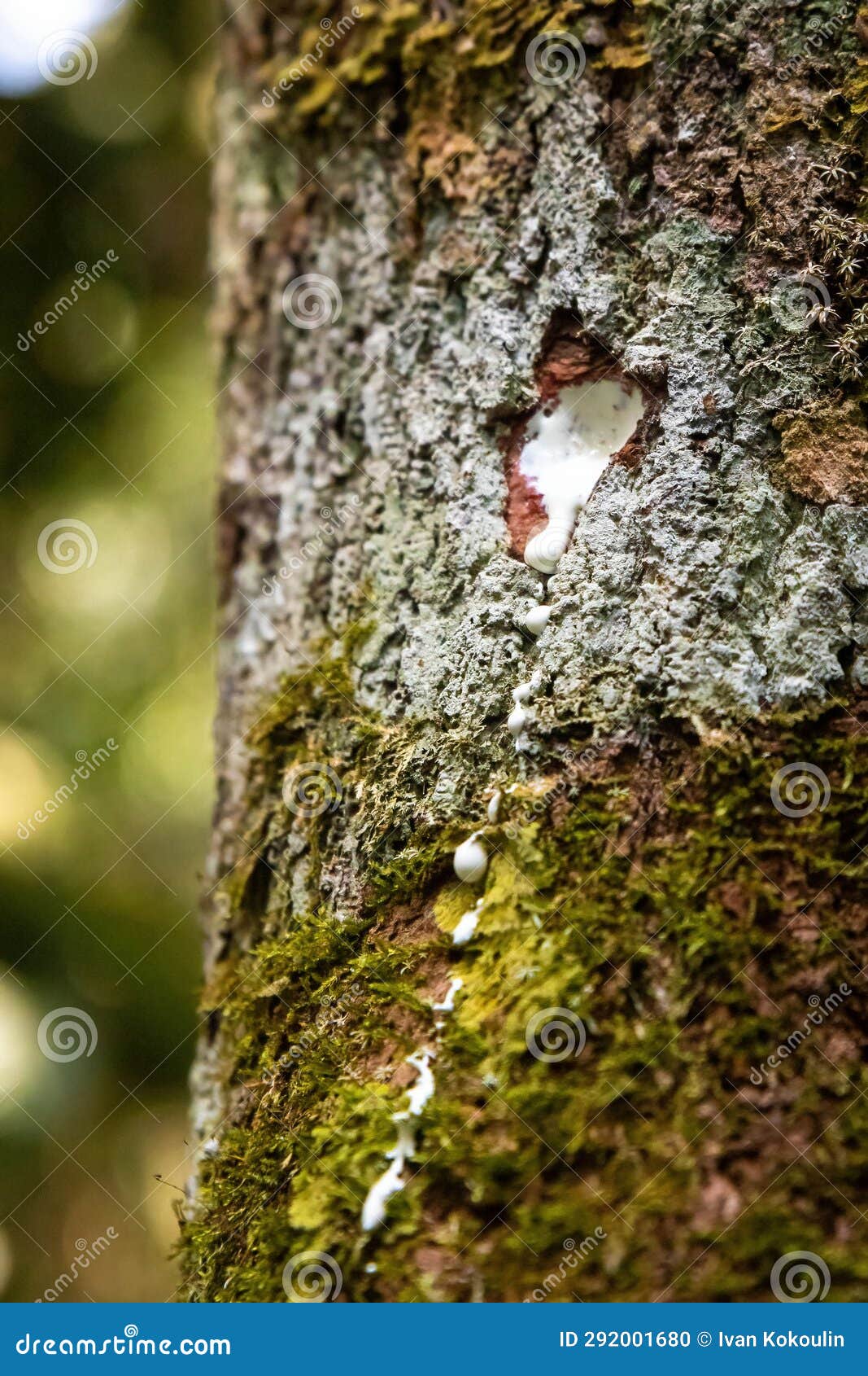 Rainforest Rubber Tree Dripping White Juice during Harvest Stock Photo ...