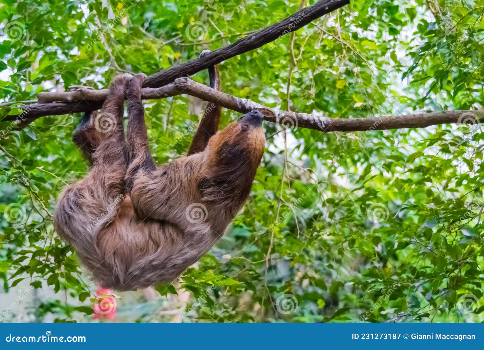 The Rainforest Running Forward on a Tree. Stock Image - Image of happy ...