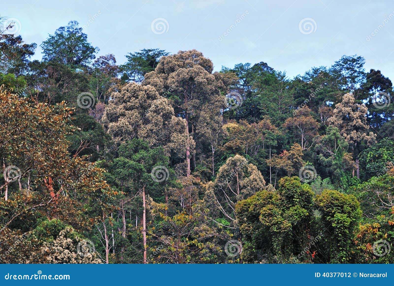 Rainforest in Sabah Borneo stock photo. Image of deep - 40377012