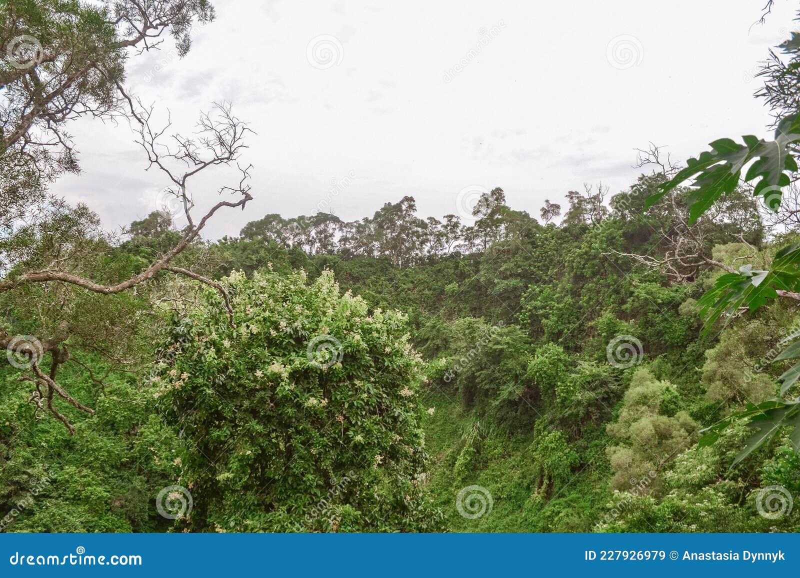Rainforest Sanya China. Jungle and Stone Structures. Stock Image ...