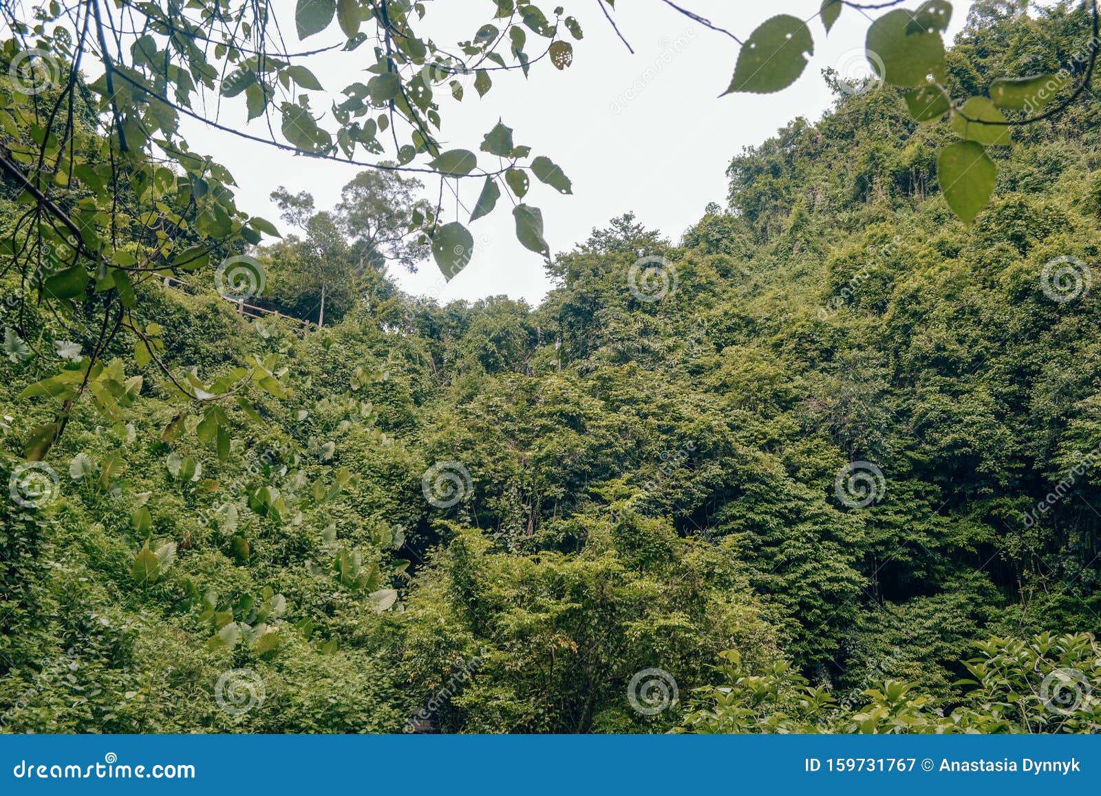 Rainforest Sanya China. Jungle And Stone Structures. Royalty-Free Stock ...