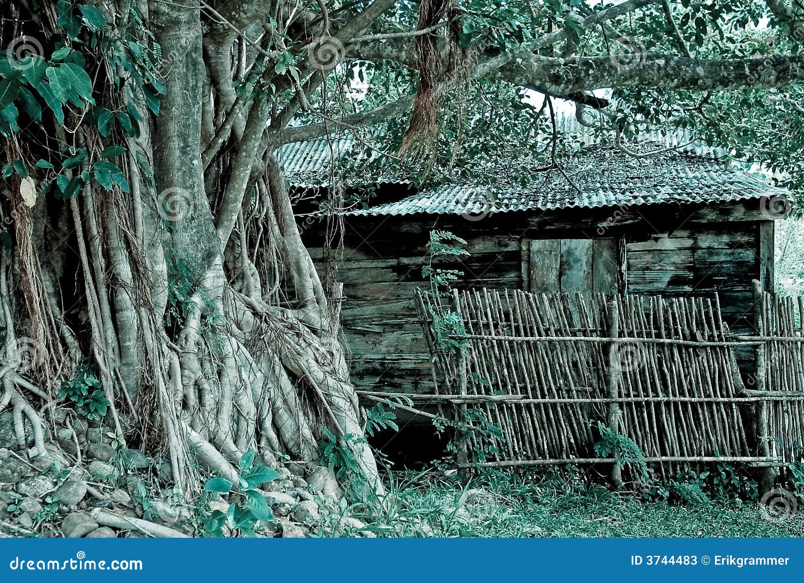 Rainforest Shack stock image. Image of tree, roots, west - 3744483