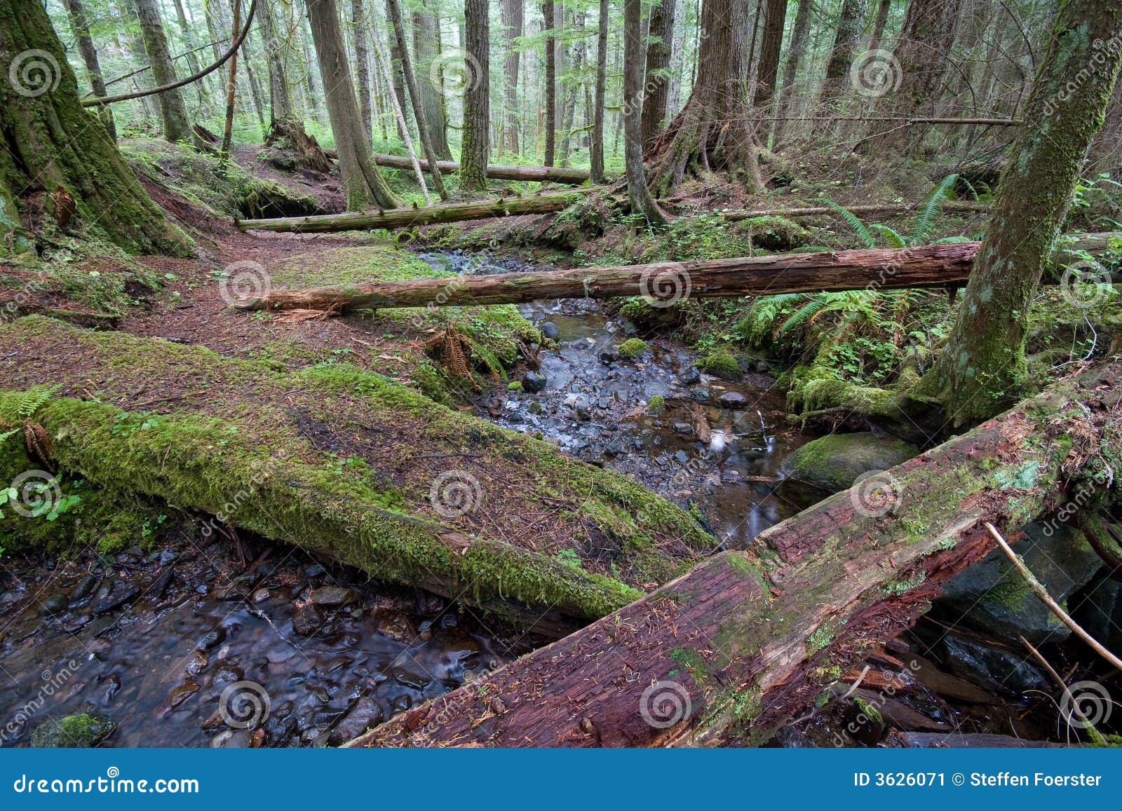Rainforest Stream stock image. Image of national, peninsula - 3626071