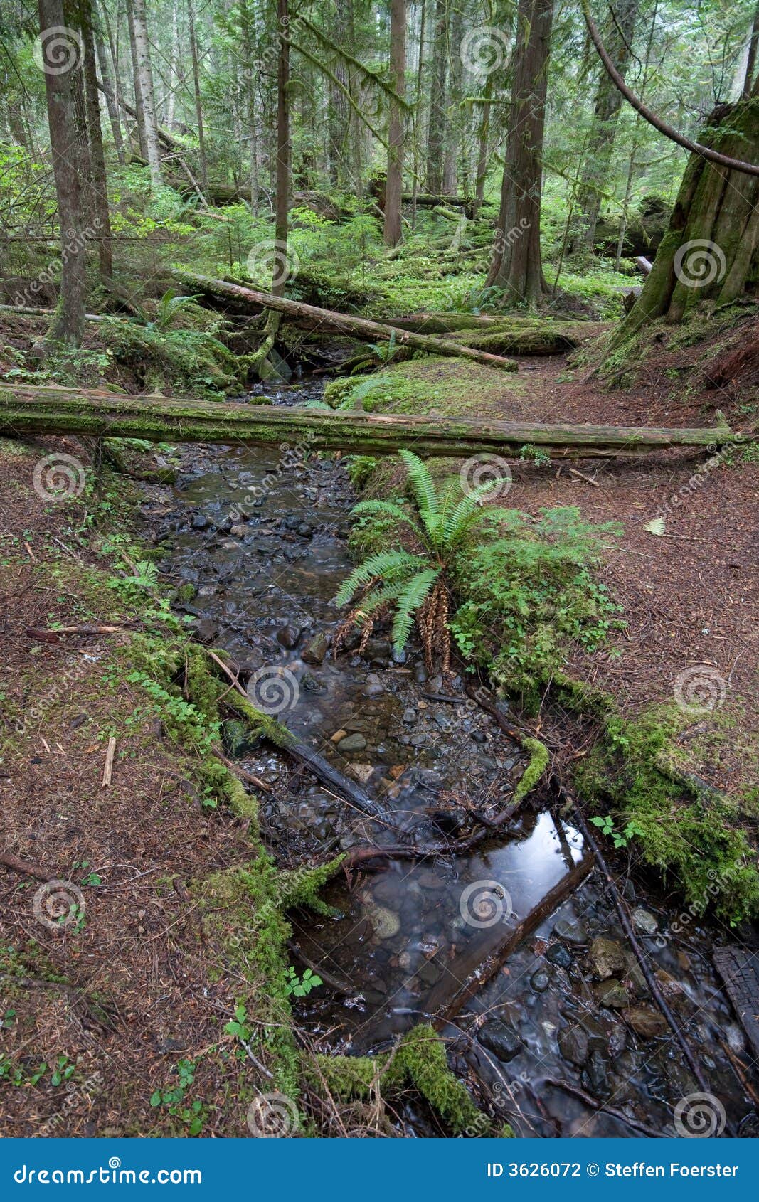 Rainforest Stream stock photo. Image of trees, stream - 3626072