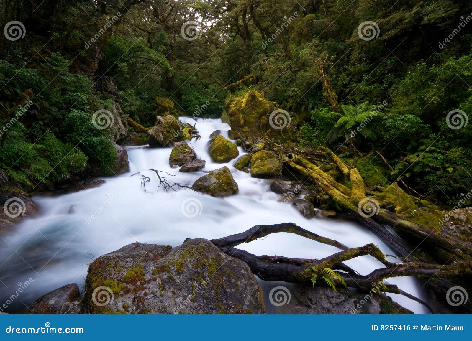 Rainforest Stream stock photo. Image of river, forest - 8257416