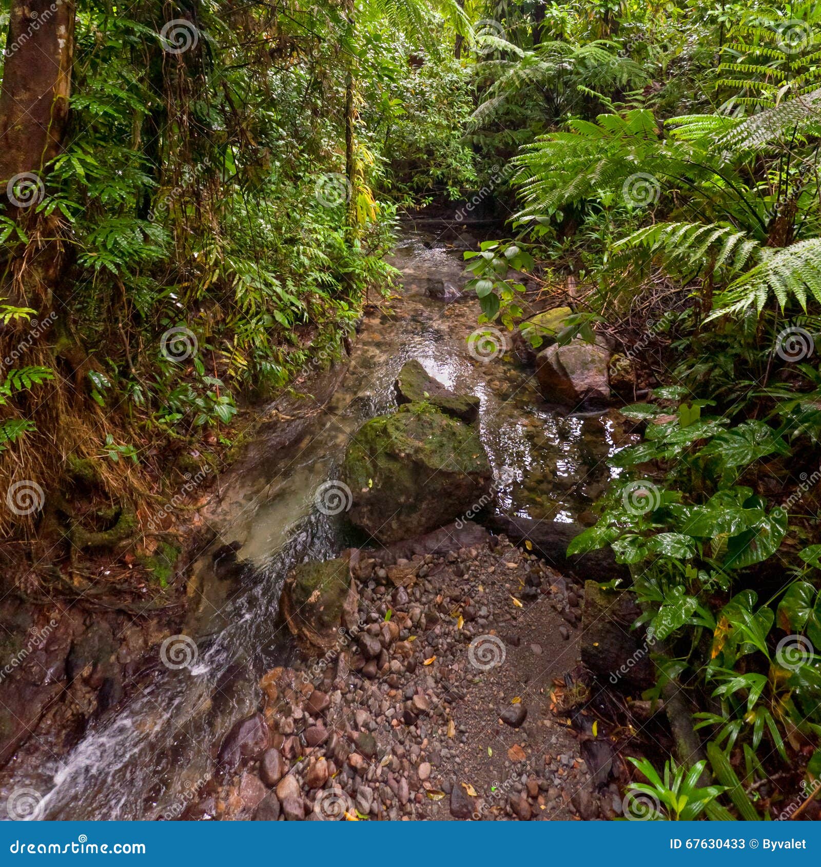 Rainforest Stream stock image. Image of flowing, tropical - 67630433