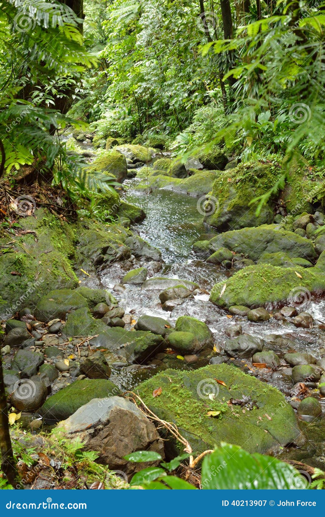 Rainforest Stream stock image. Image of stream, moss - 40213907