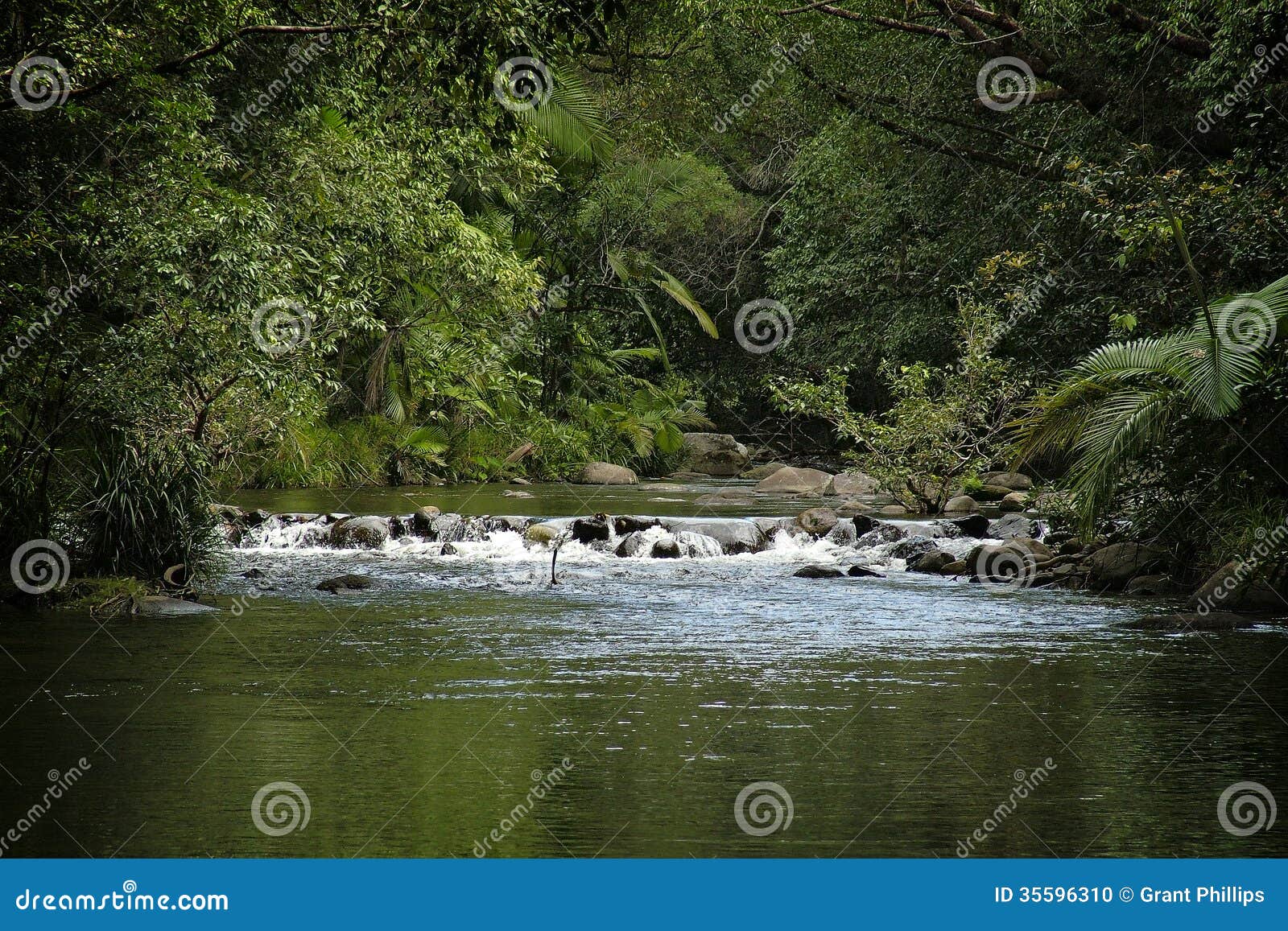 Rainforest Stream stock photo. Image of green, north - 35596310