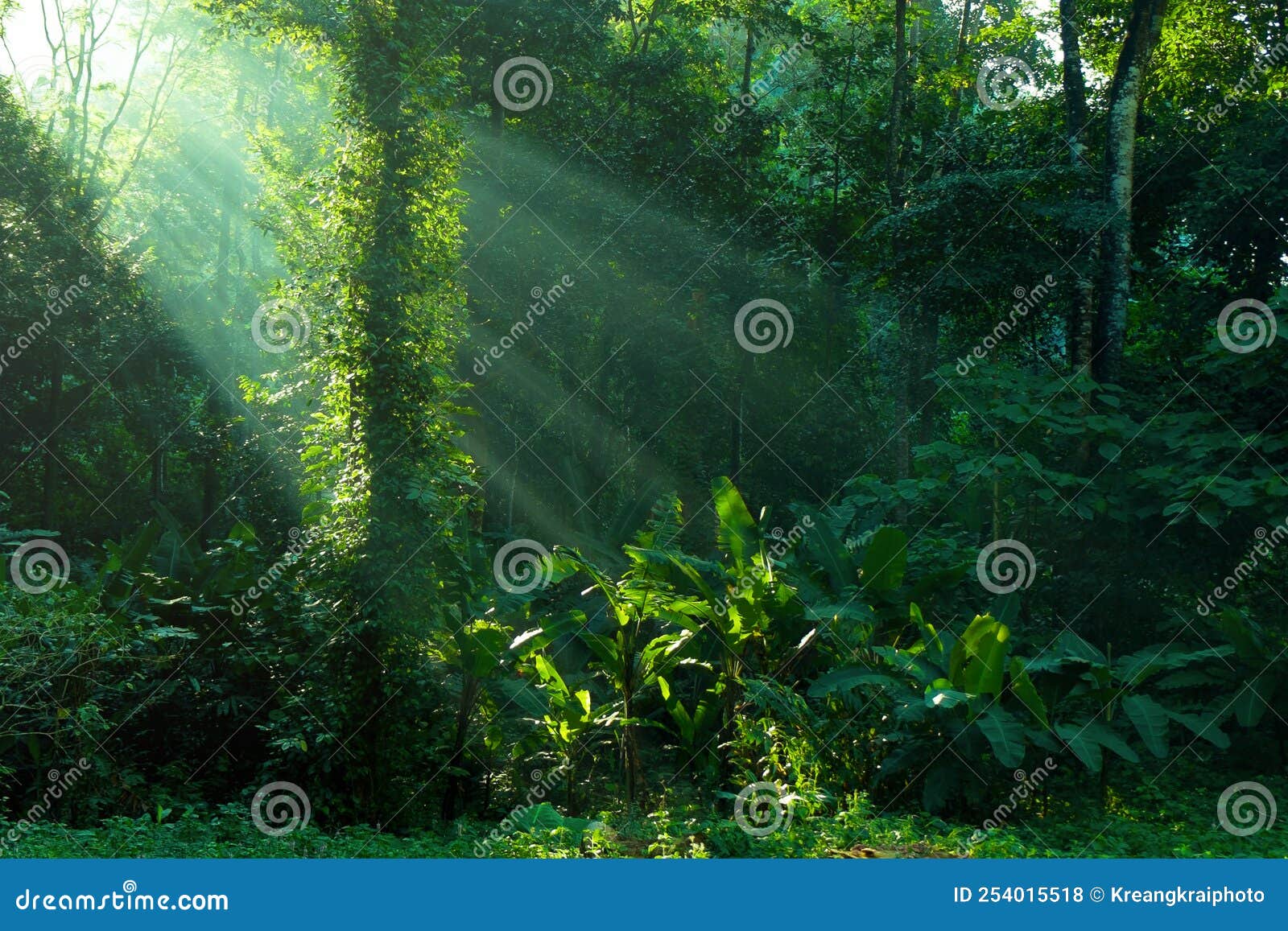 Rainforest and Sunbeam at Morning Stock Photo - Image of foggy, backlit ...