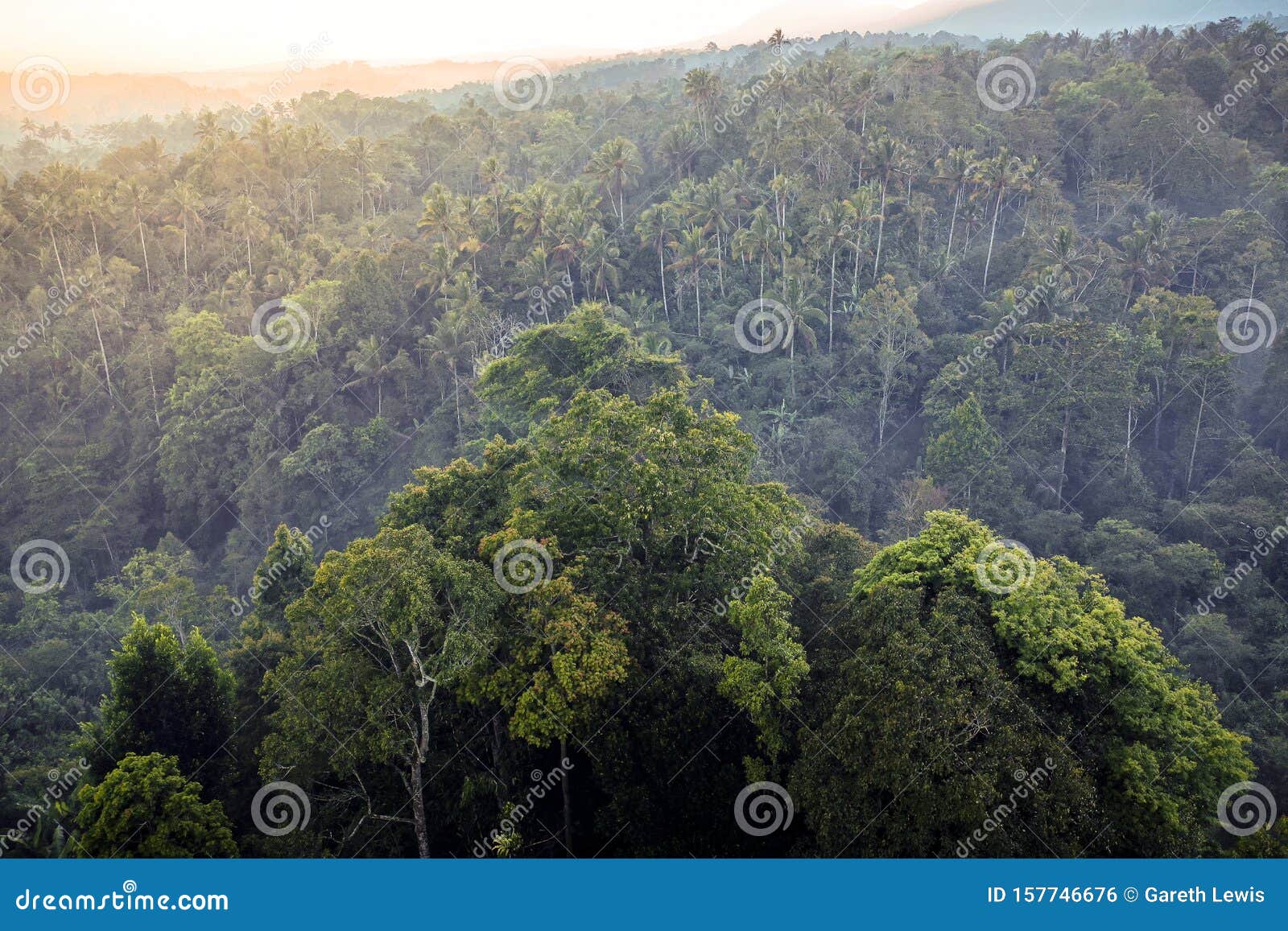Rainforest at sunrise stock photo. Image of vacation - 157746676