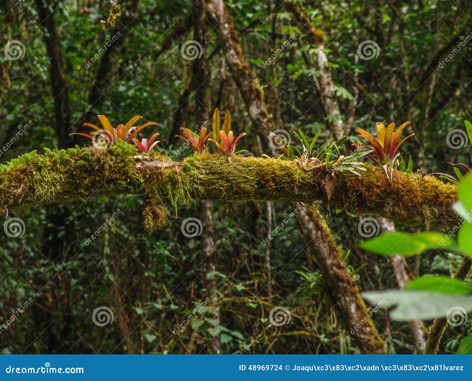 Rainforest Saprophytes