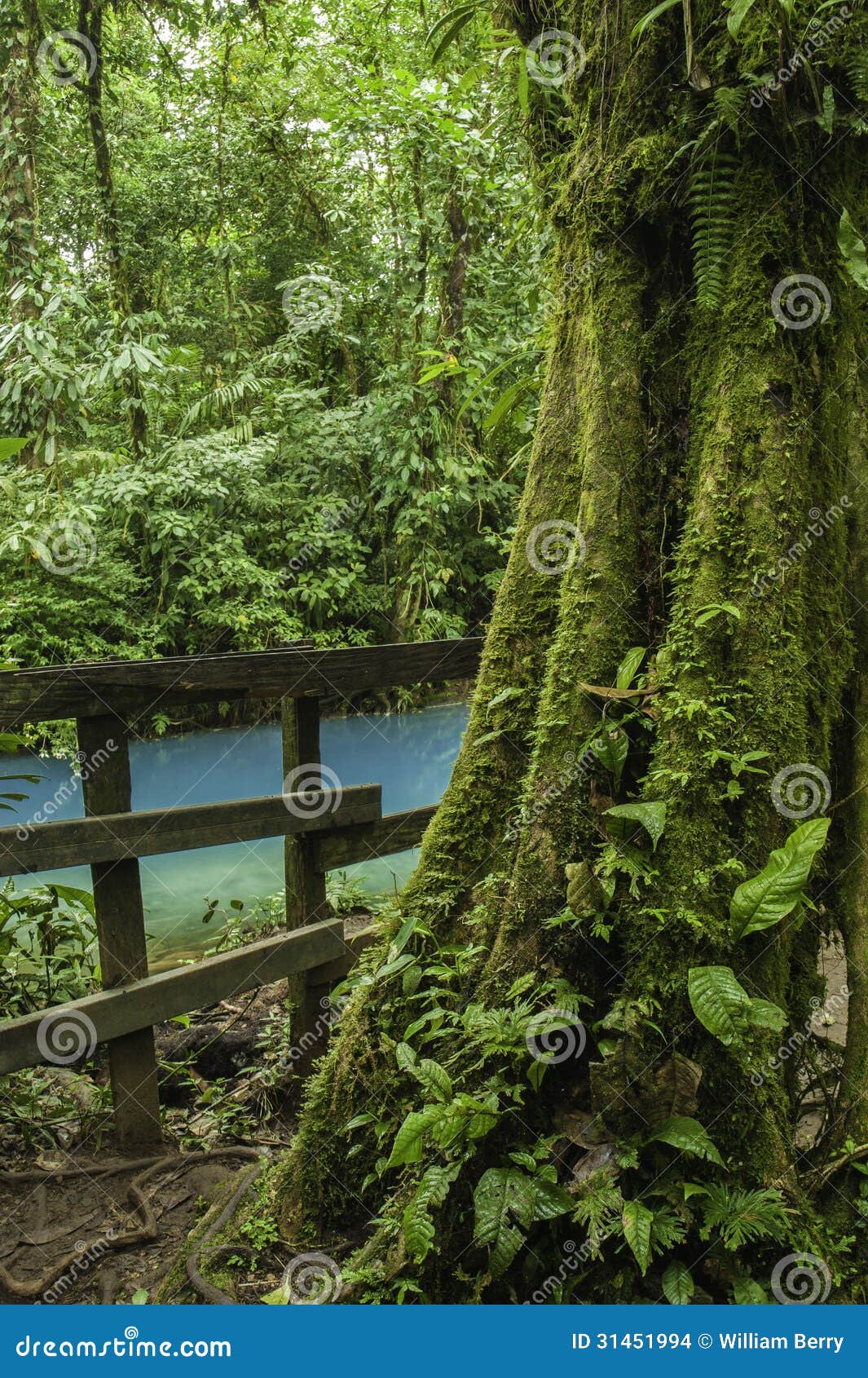 Rainforest Tree Roots Texture Royalty-Free Stock Photography ...