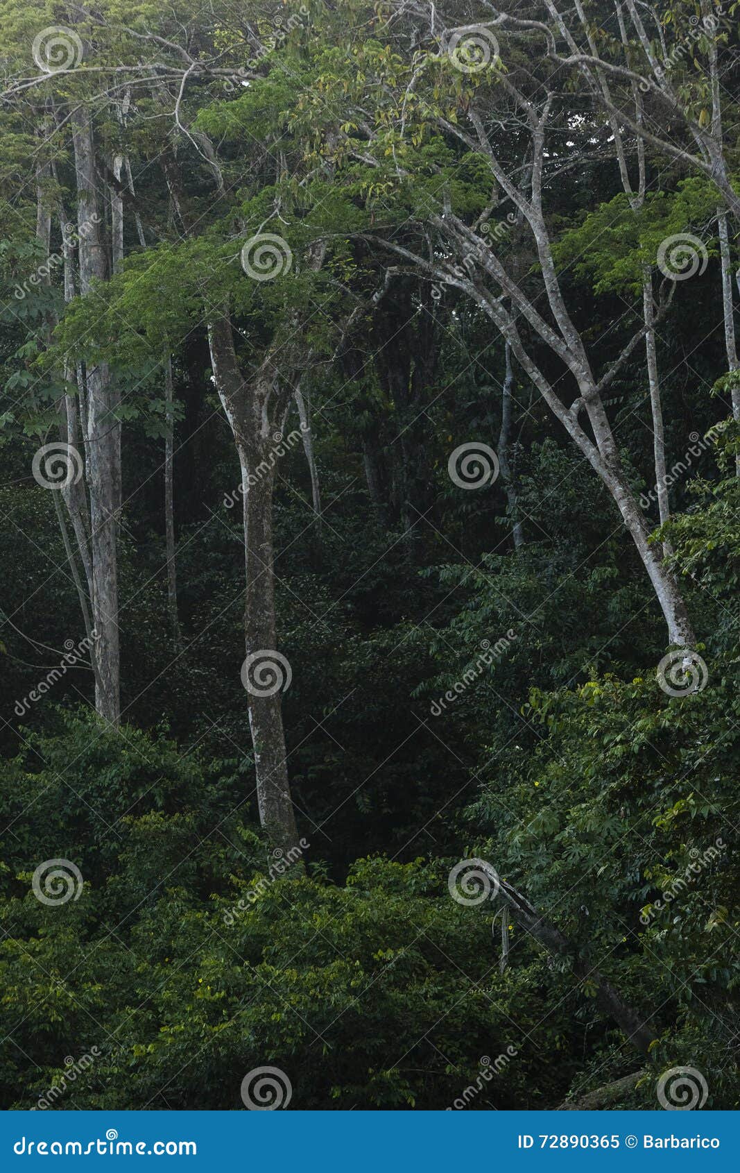 Rainforest Tree Trunks and Green Leaves Stock Image - Image of kabalebo ...