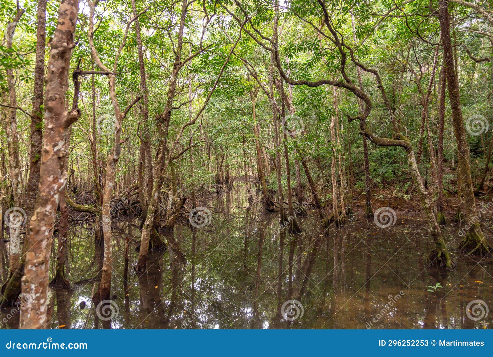 Rainforest Tree Trunks and Roofs in the Water, Queensland, Australia ...