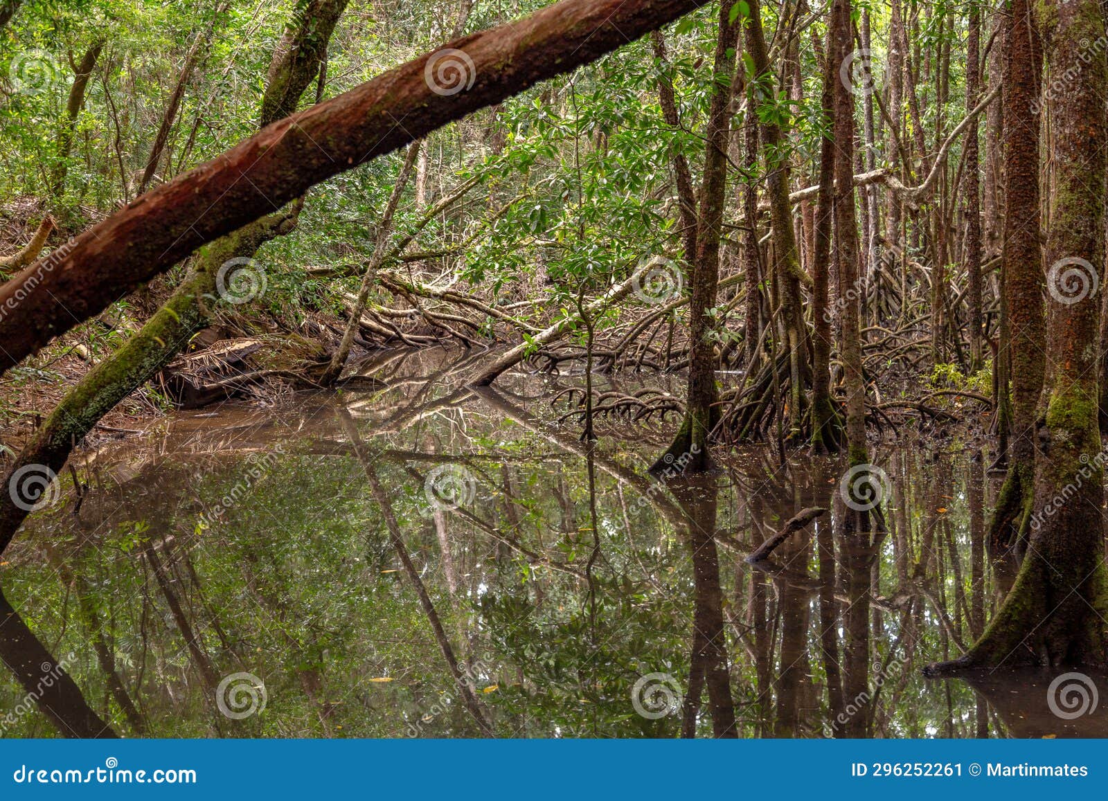 Rainforest Tree Trunks and Roofs in the Water, Queensland, Australia ...