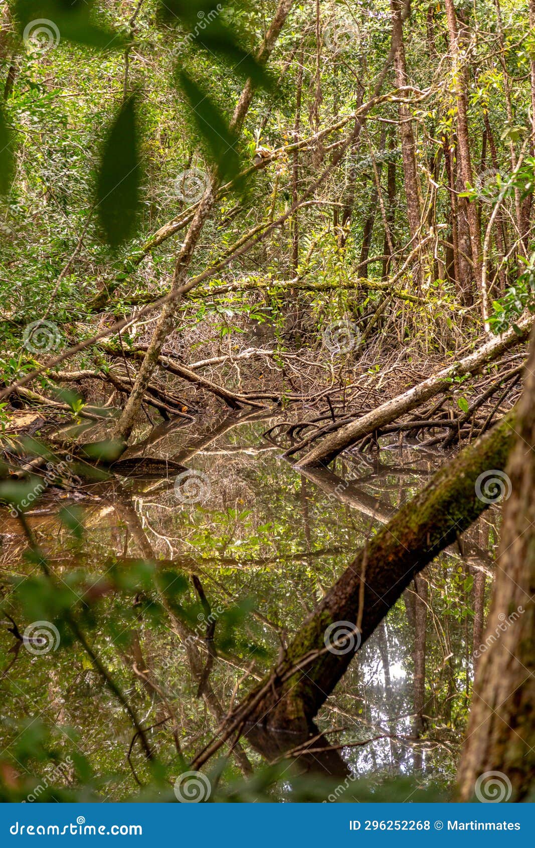 Rainforest Tree Trunks and Roofs in the Water, Queensland, Australia ...