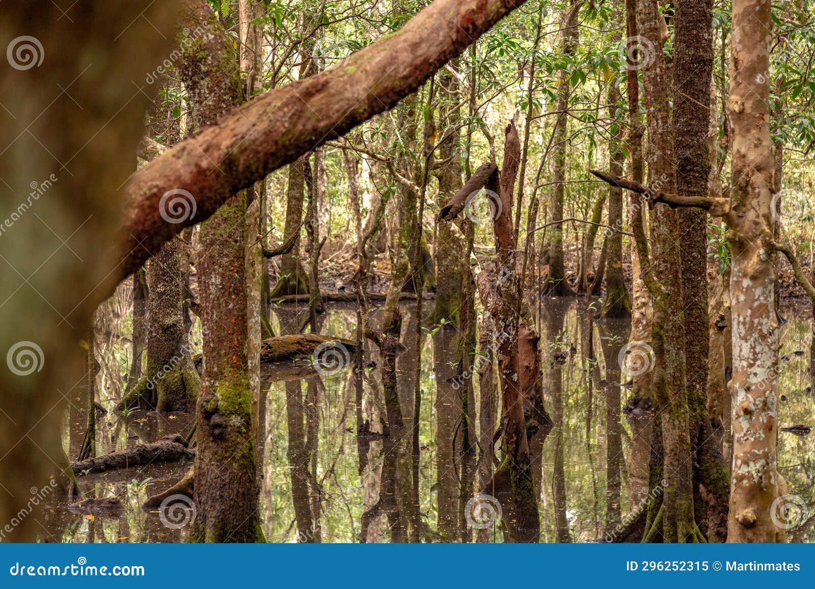 Rainforest Tree Trunks and Roofs in the Water, Queensland, Australia ...