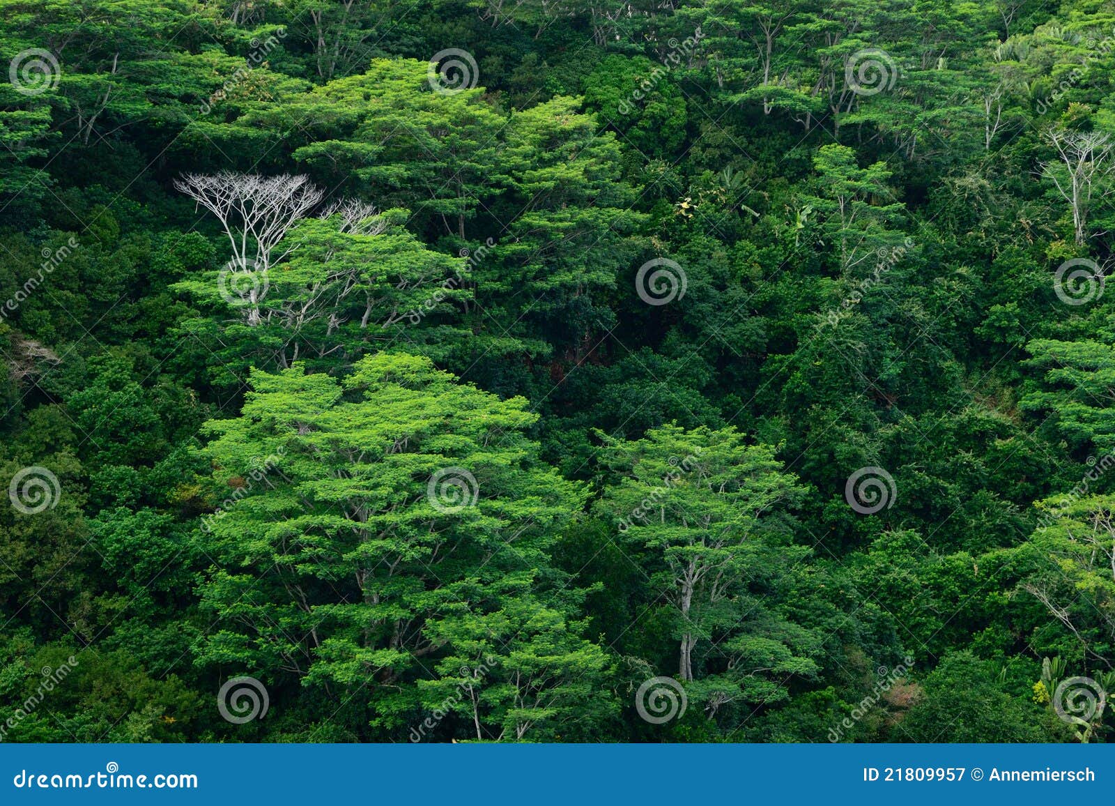 Rainforest Trees Background Royalty-Free Stock Photography ...
