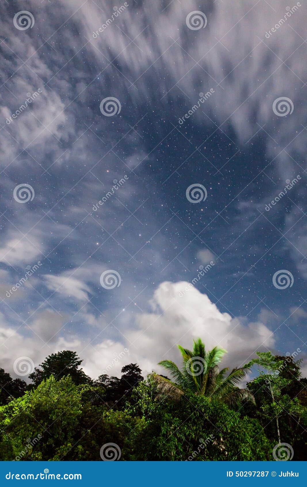 Rainforest Treetops and Starry Sky Stock Image - Image of illuminated ...